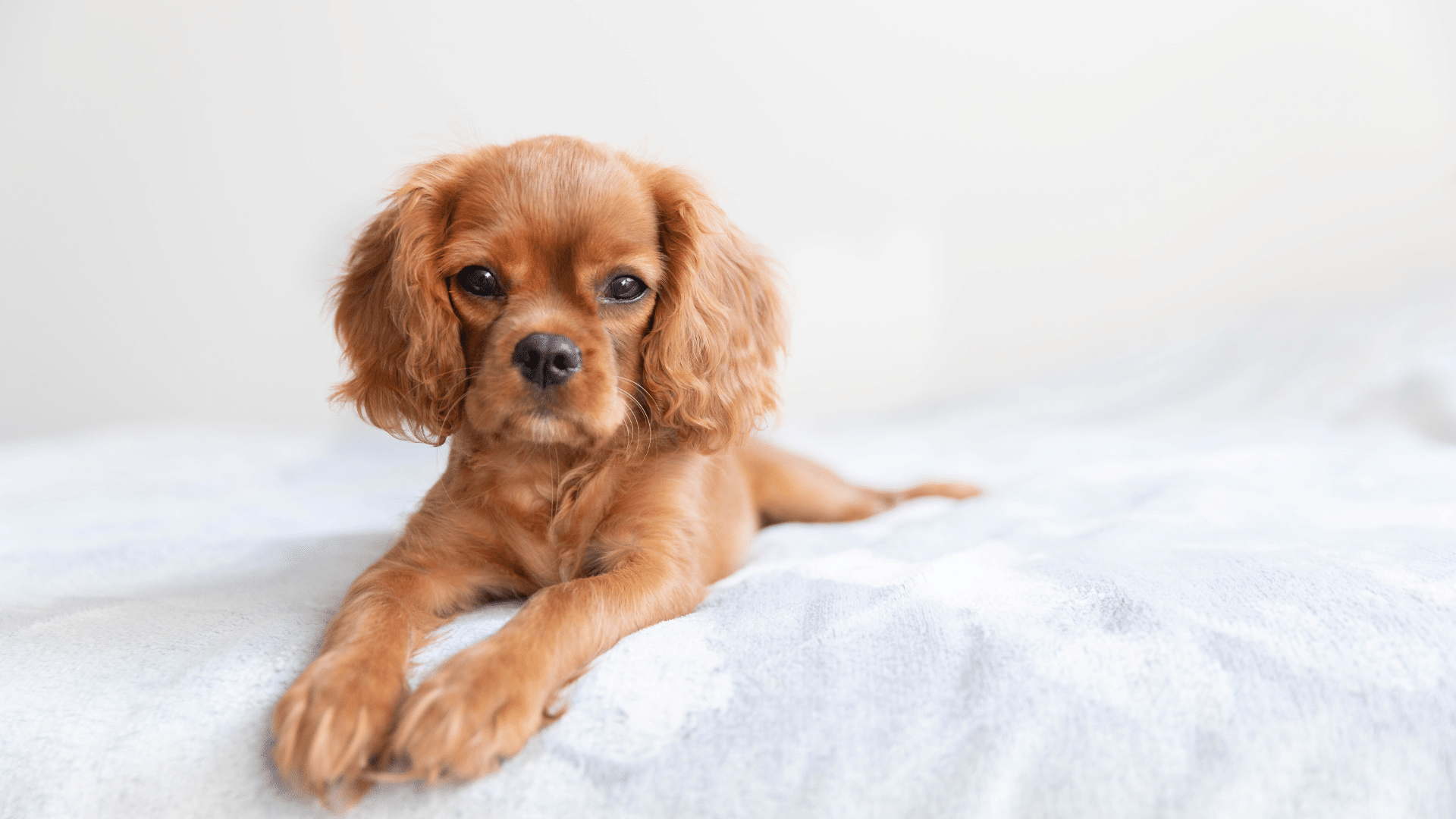 Download The PetDesk App Today! | Pavillion Animal Hospital