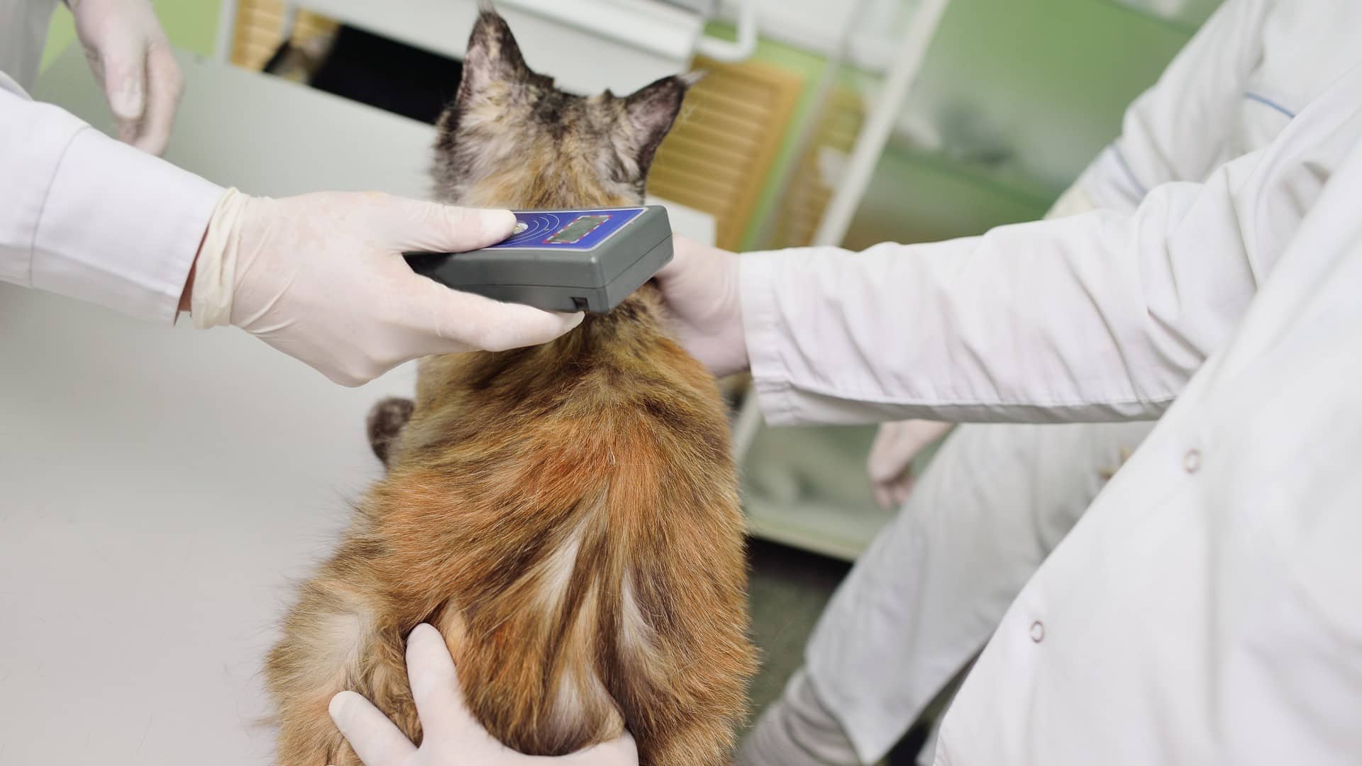 Pet Microchipping In Dallas, TX | Pavillion Animal Hospital
