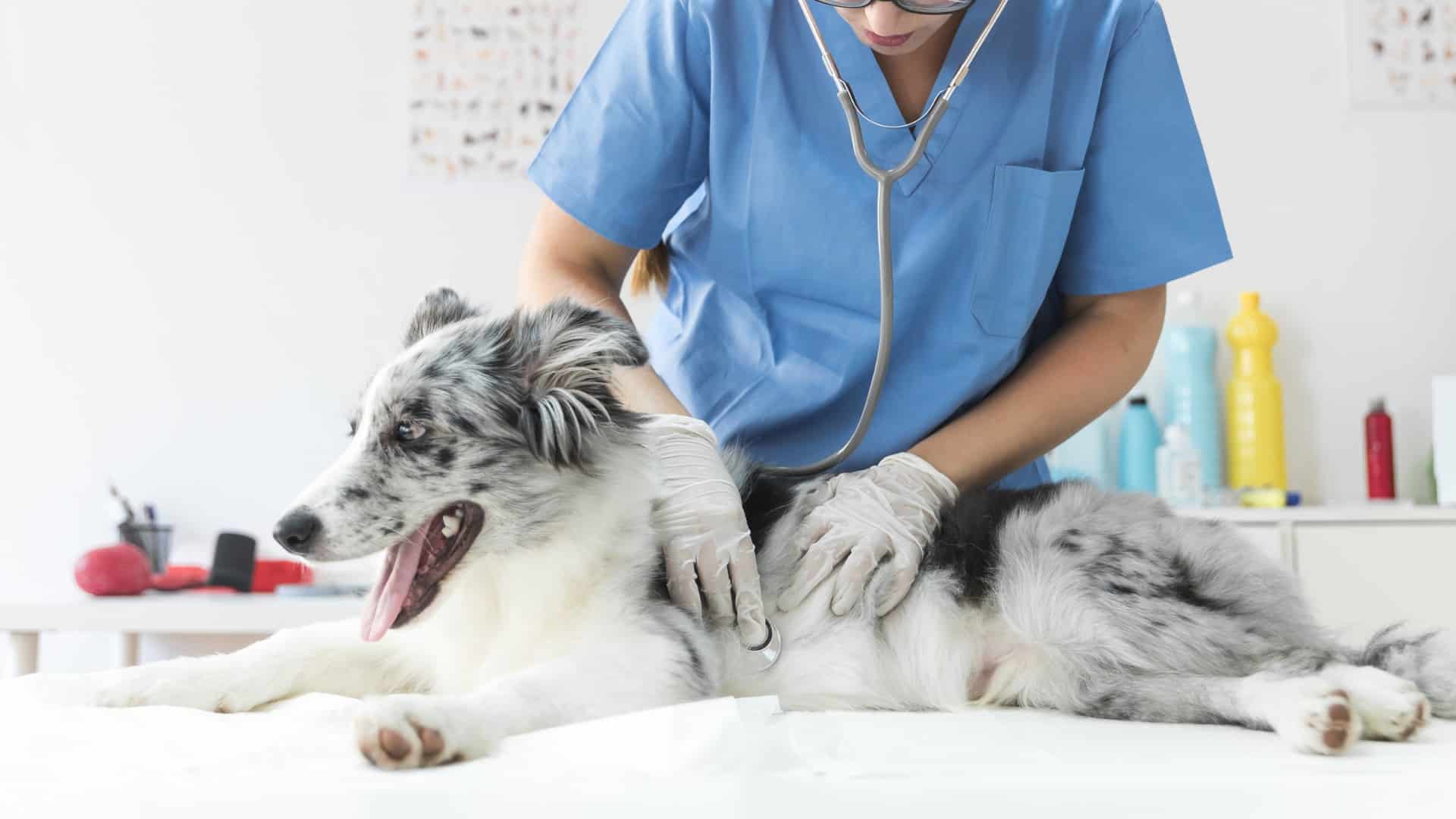 Dallas, TX Veterinary Services | Pavillion Animal Hospital